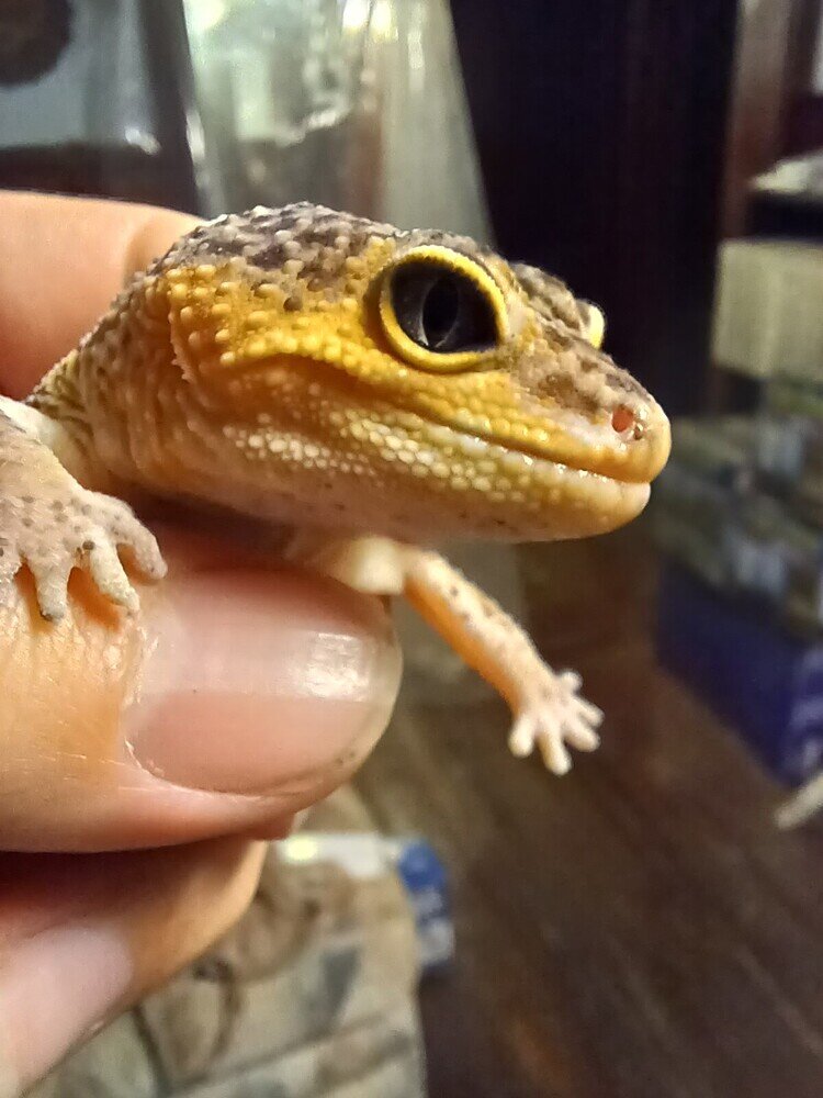 Leopard Gecko hybrid? - Leopard Geckos - MorphMarket Reptile Community