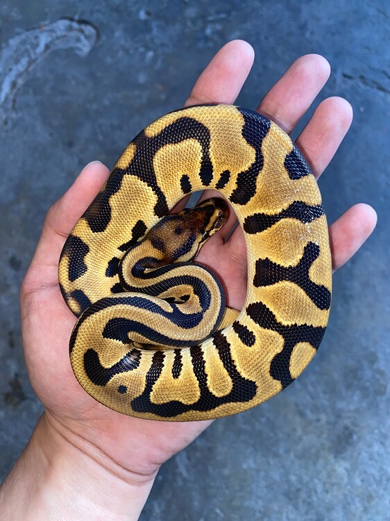 Need help confirming the genes - Ball Pythons - MorphMarket Reptile ...