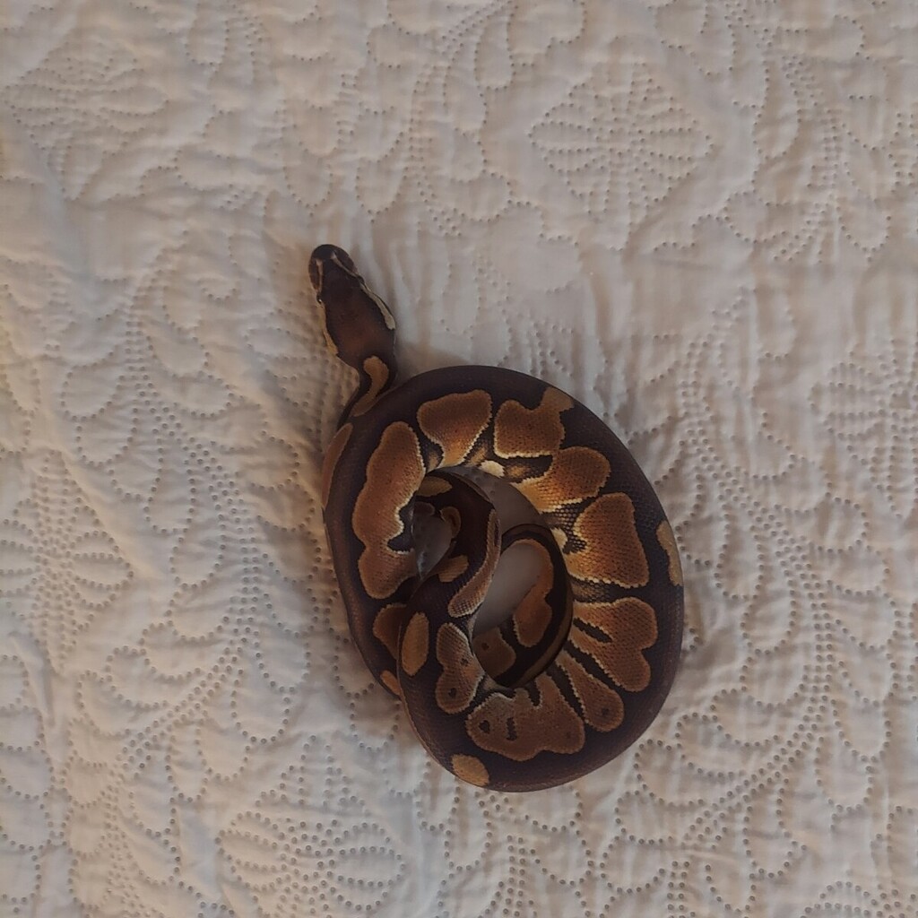 Photos of my pretty babies - Ball Pythons - MorphMarket Reptile Community