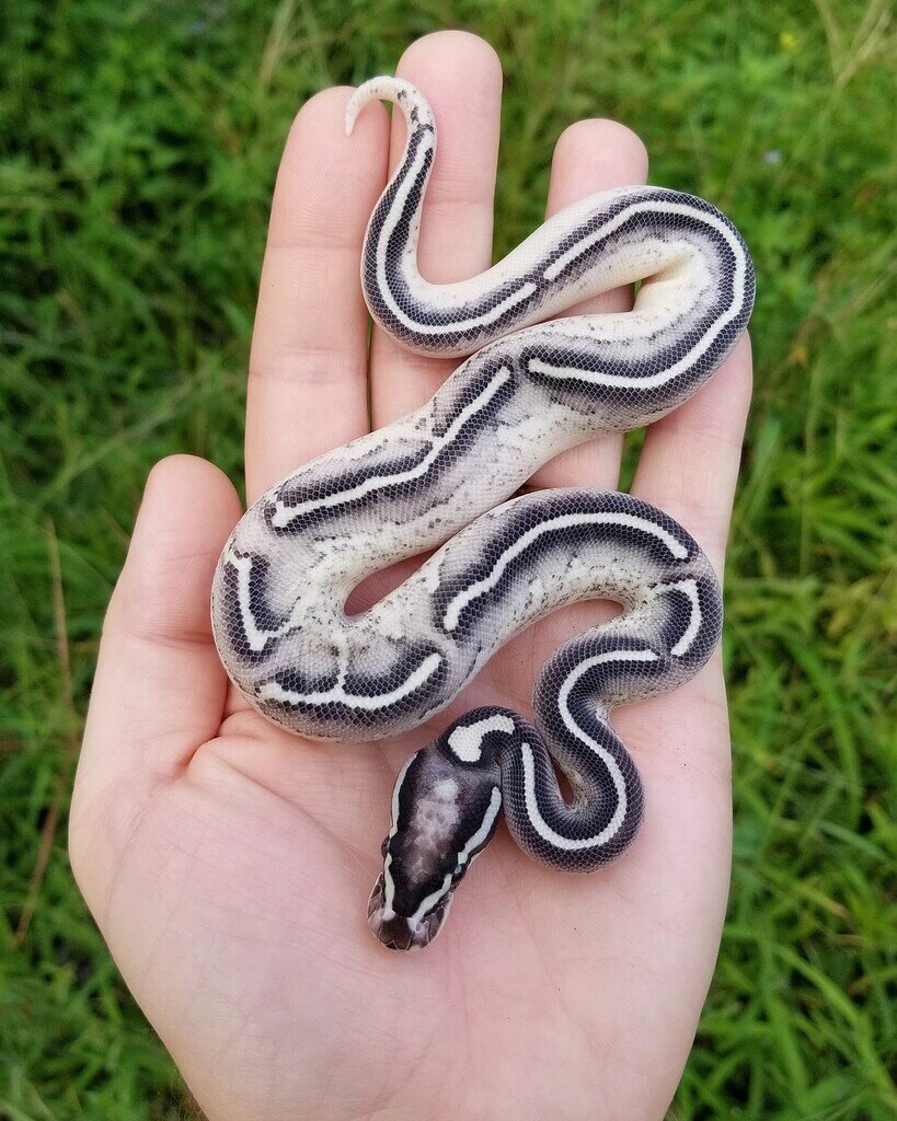 Celebrating This Hatchling! - Ball Pythons - MorphMarket Reptile Community