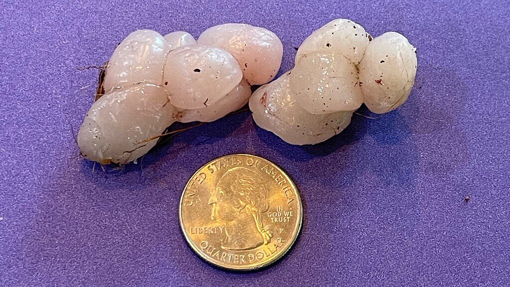 Extremely small slugs from juvenile? - Ball Pythons - MorphMarket ...