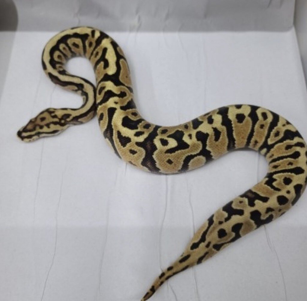 Spotnose Fire or Spotnose Fire YB? - Ball Pythons - MorphMarket Reptile ...