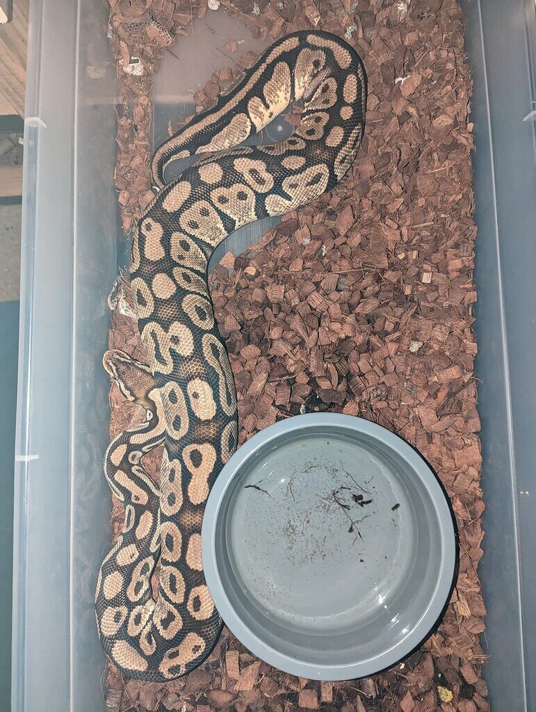 Is she gravid? - Ball Pythons - MorphMarket Reptile Community