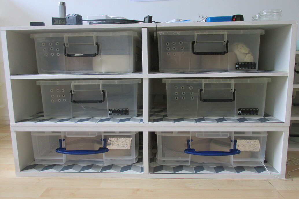 Rack Advise for Ball Pythons - Ball Pythons - MorphMarket Reptile Community