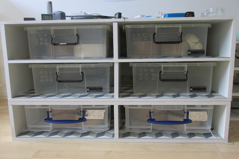 Rack Advise for Ball Pythons - Ball Pythons - MorphMarket Reptile Community