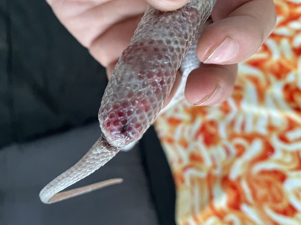 Help with Corn Snake (swelling) - Corn Snakes - MorphMarket Reptile ...