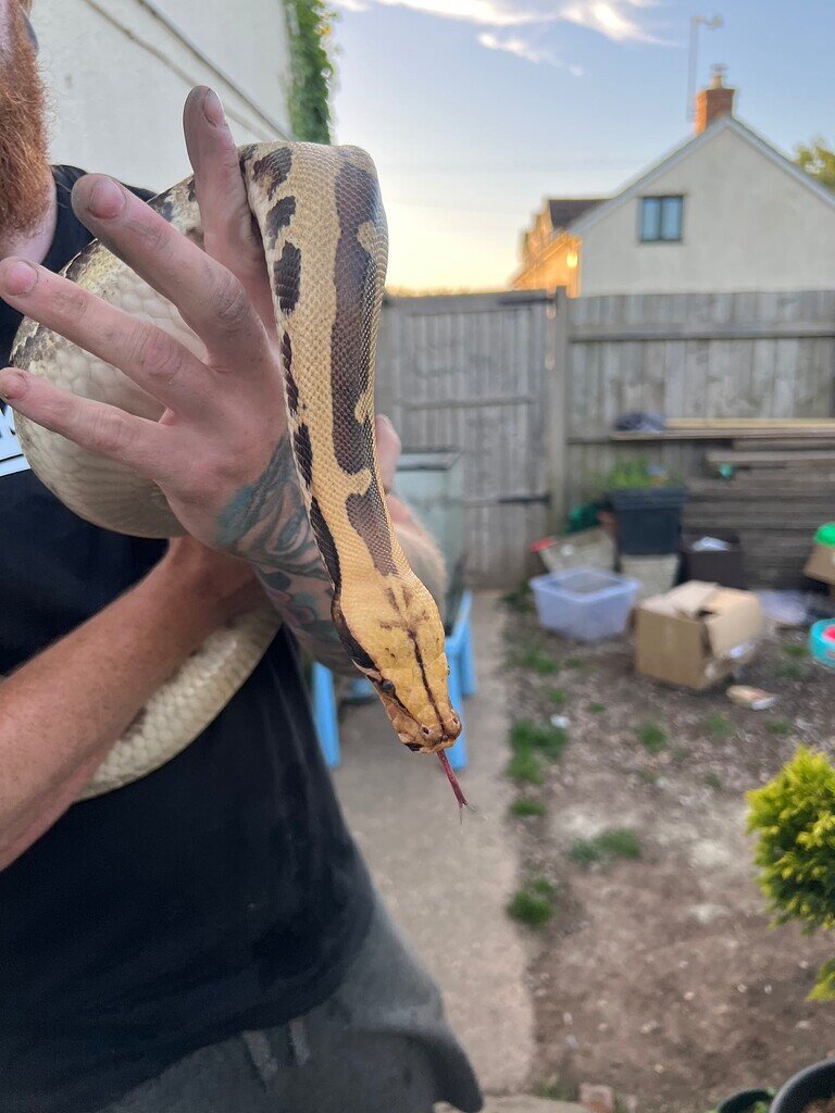 Meet Dante 🐍 - Short-Tailed Pythons - MorphMarket Reptile Community