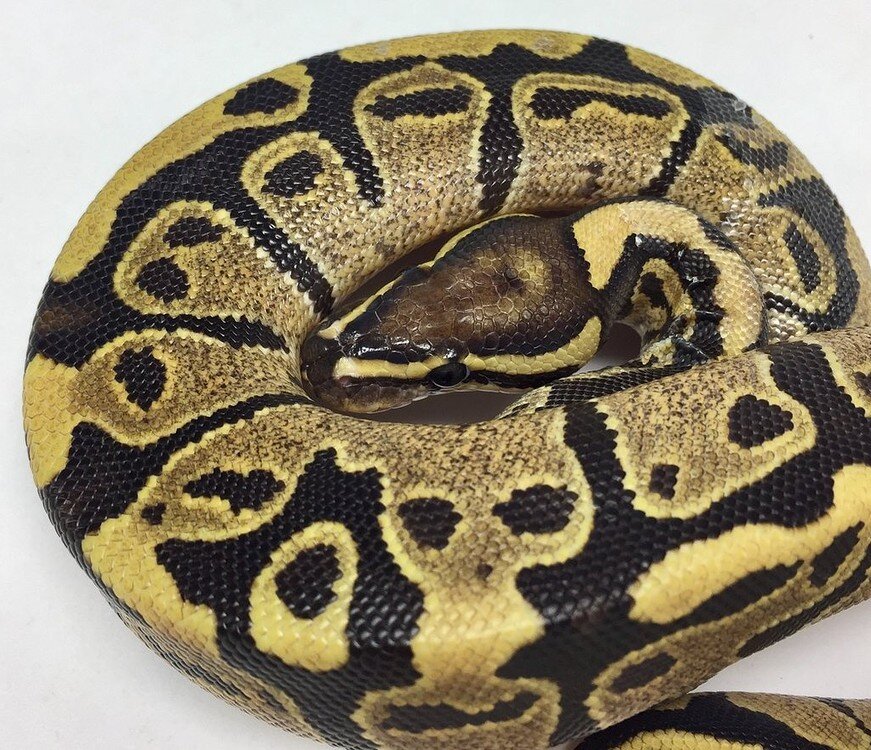 Black Eyed Luecistic advice - Ball Pythons - MorphMarket Reptile Community