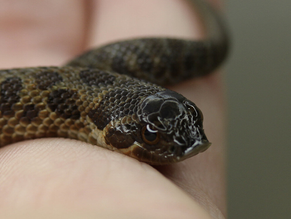 Swiss chocolate - Western Hognose - MorphMarket Reptile Community
