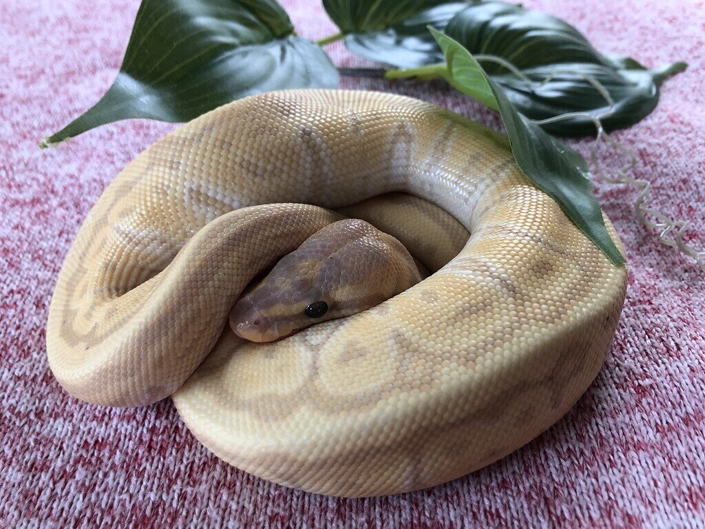 Newest member of my “family”! - Ball Pythons - MorphMarket Reptile ...