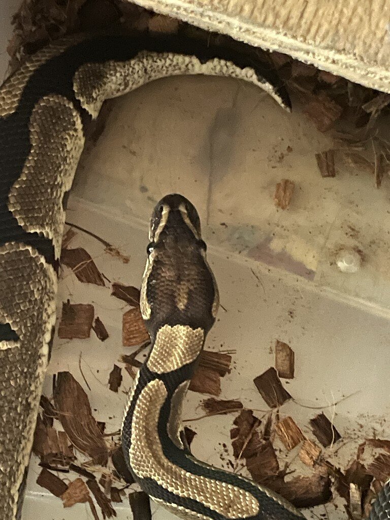 Help Normal or something else? - Ball Pythons - MorphMarket Reptile ...
