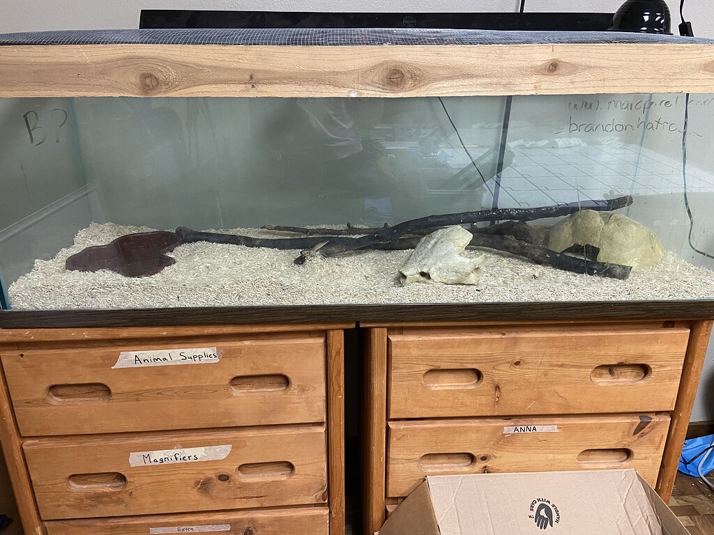 Beginner's Guide to Ball Python Care? - Ball Pythons - MorphMarket ...