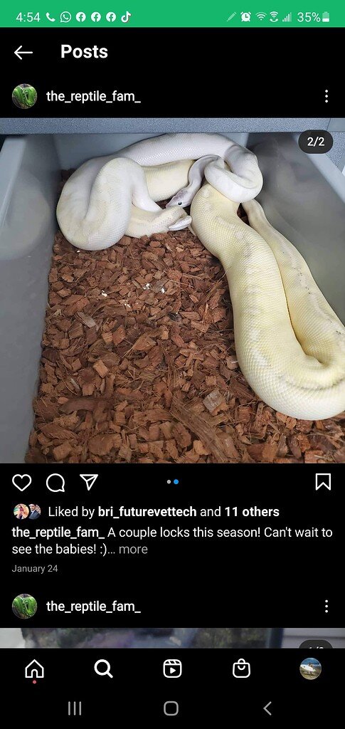 Can't wait for this clutch to hatch! - Ball Pythons - MorphMarket ...