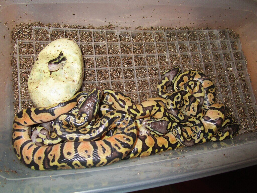Second ever clutch! - Ball Pythons - MorphMarket Reptile Community