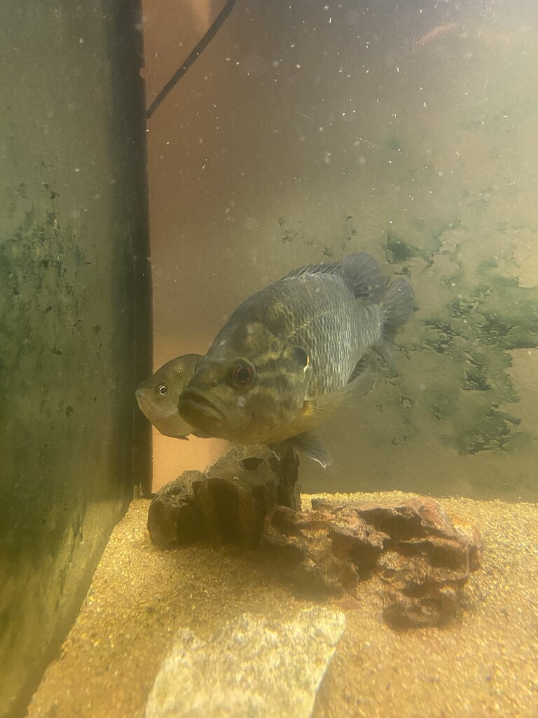 My native fish tank - Coldwater - MorphMarket Reptile Community