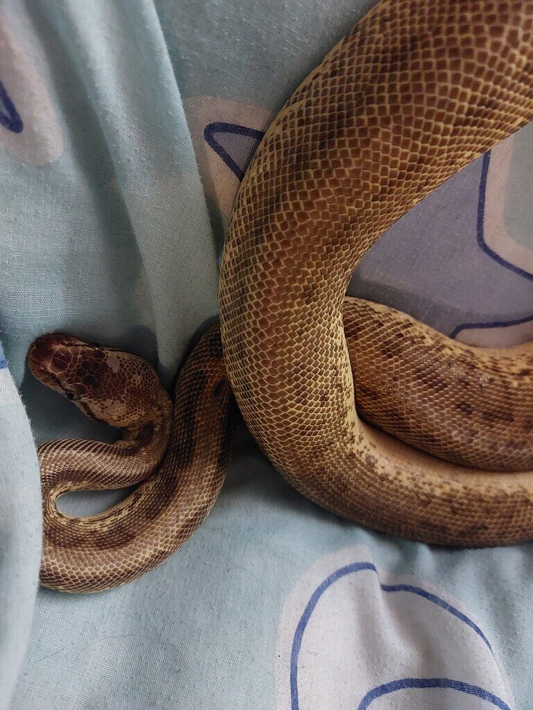 Freshly peeled Nanners - Ball Pythons - MorphMarket Reptile Community