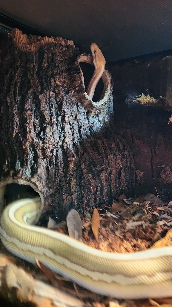 Breeding recommendations and advice - Ball Pythons - MorphMarket ...