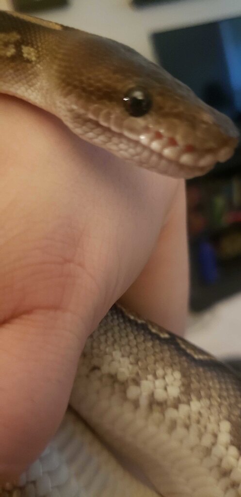 Young Ball Python with Swollen Jaw - Ball Pythons - MorphMarket Reptile Community