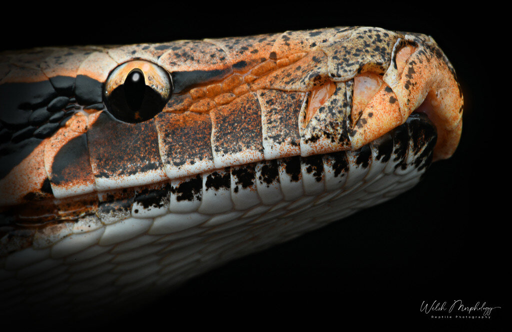 New arrival today - Short-Tailed Pythons - MorphMarket Reptile Community