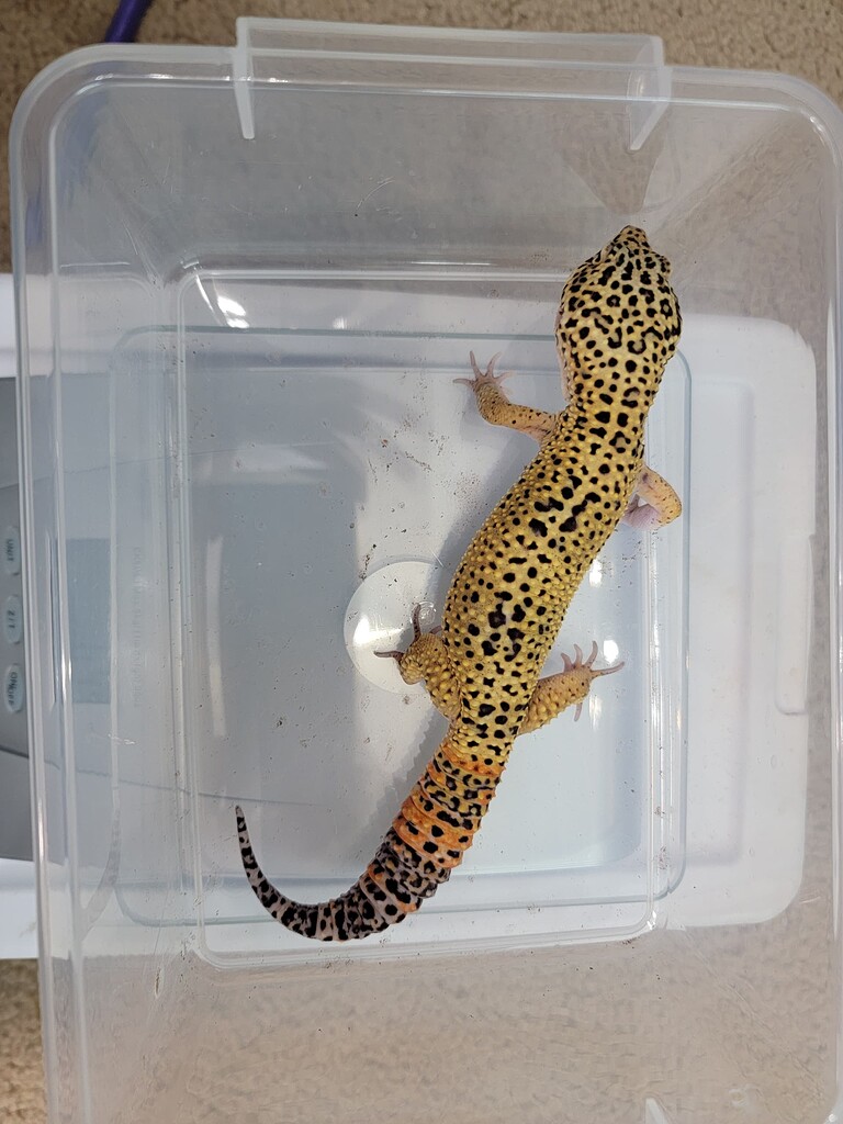 Morph ID Help - Leopard Geckos - MorphMarket Reptile Community