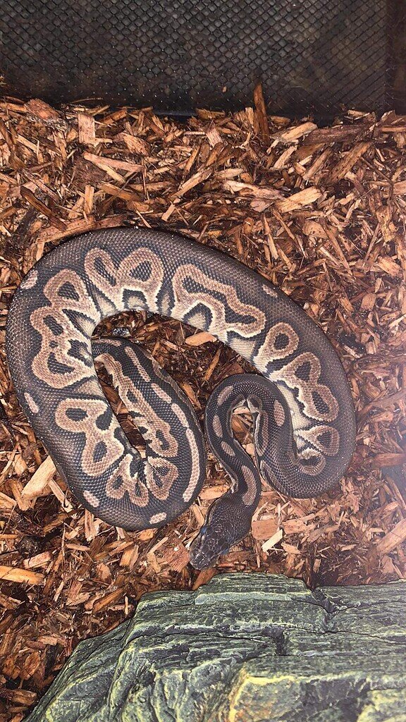 Cinna het pied in Deep shed - Ball Pythons - MorphMarket Reptile Community