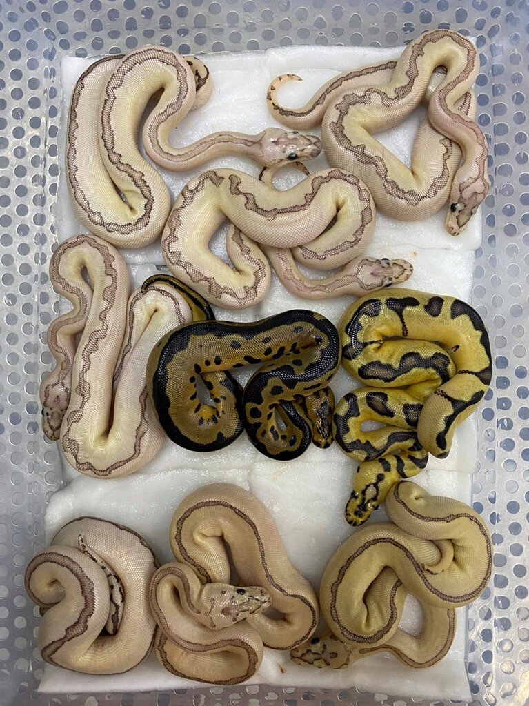 Bamboo Clown Clutch! - Ball Pythons - MorphMarket Reptile Community