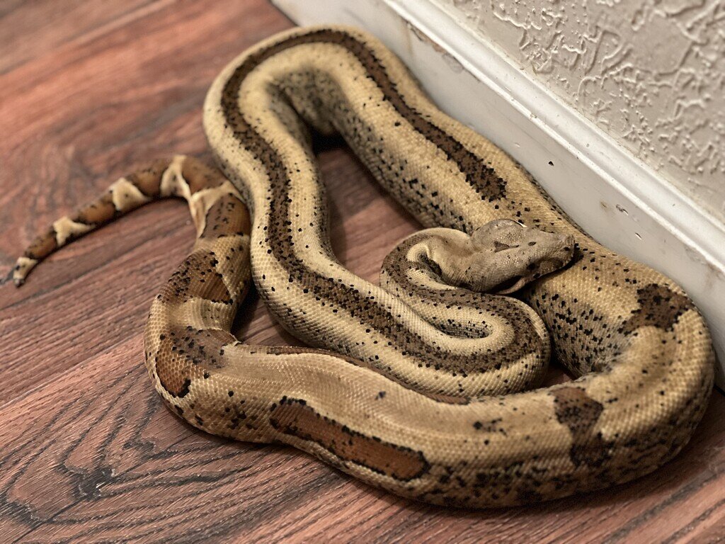 Help ID a Mystery BCI - Boas - MorphMarket Reptile Community