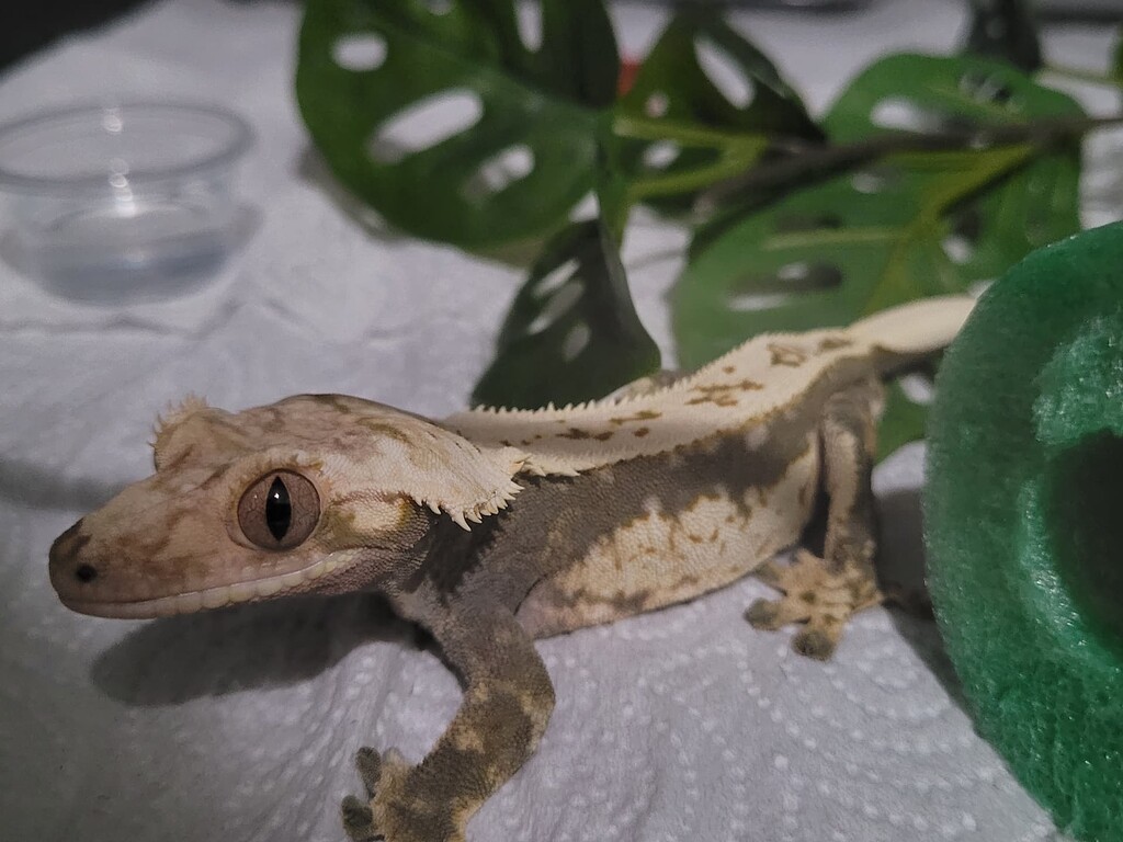 New Crested Gecko - Crested Geckos - MorphMarket Reptile Community