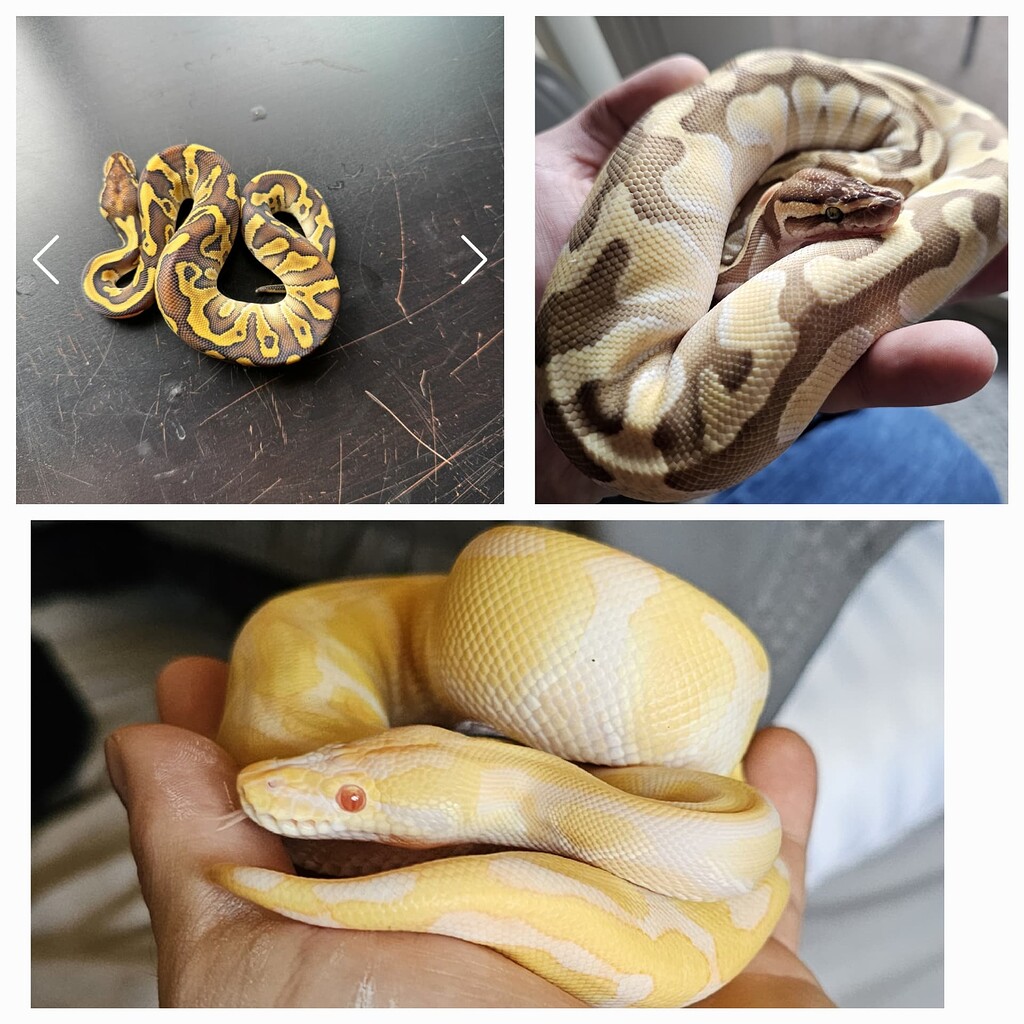 My collection :) - Ball Pythons - MorphMarket Reptile Community