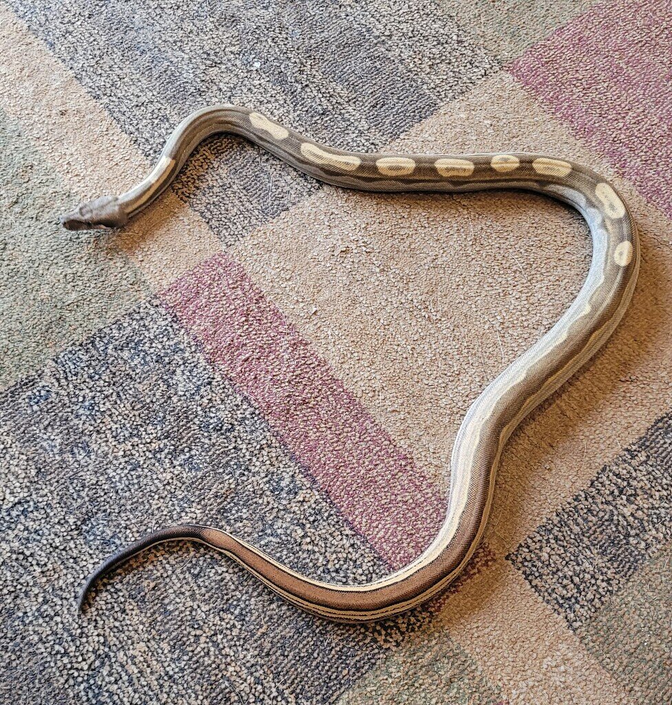 Motley boa pics - Boa Constrictors - MorphMarket Reptile Community