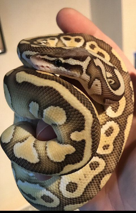 Show me your Alien heads - Ball Pythons - MorphMarket Reptile Community