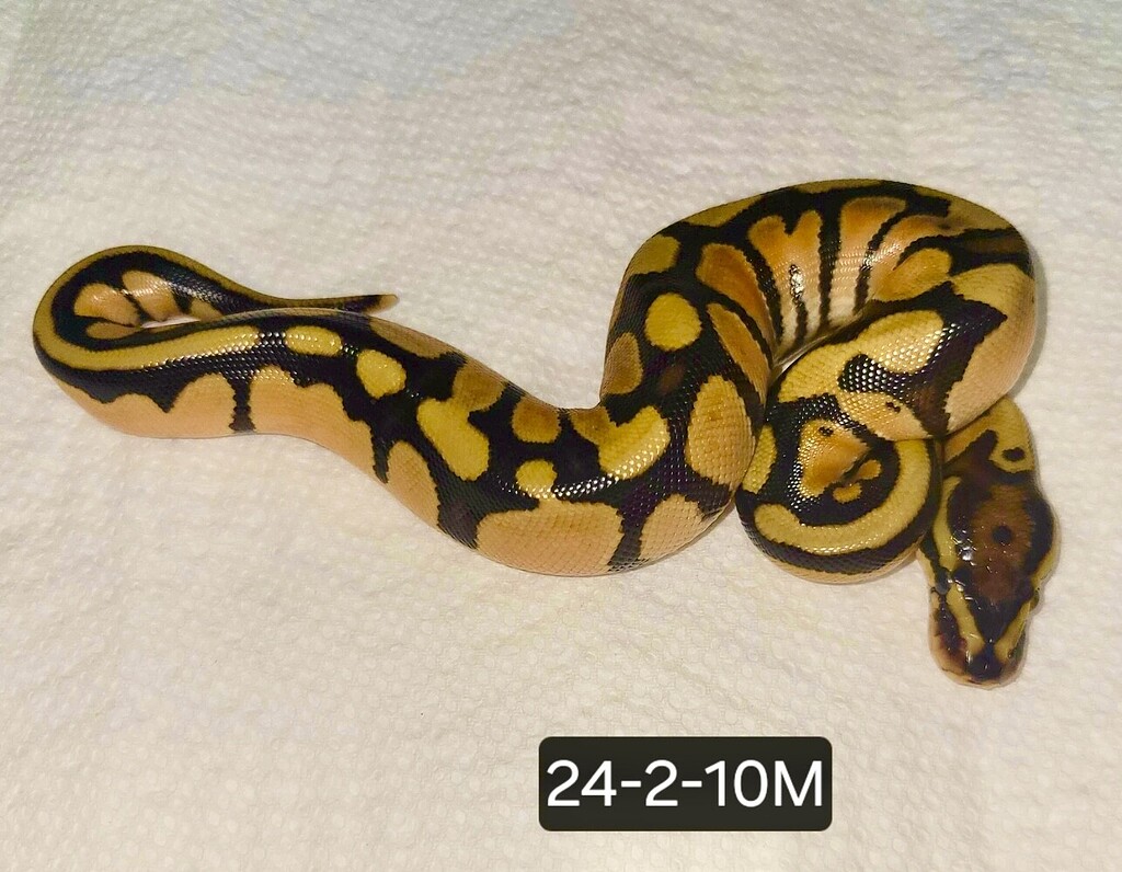Ball Python ID request - Ball Pythons - MorphMarket Reptile Community
