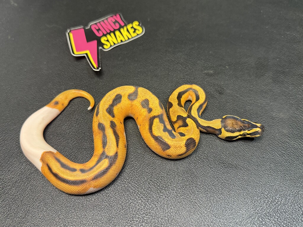 Curious if these Ball Pythons are super od / super enchi - All Reptiles ...