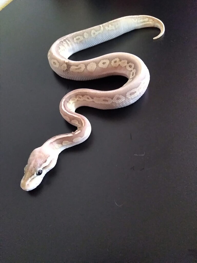Possible new morph? - Page 2 - Ball Pythons - MorphMarket Reptile Community
