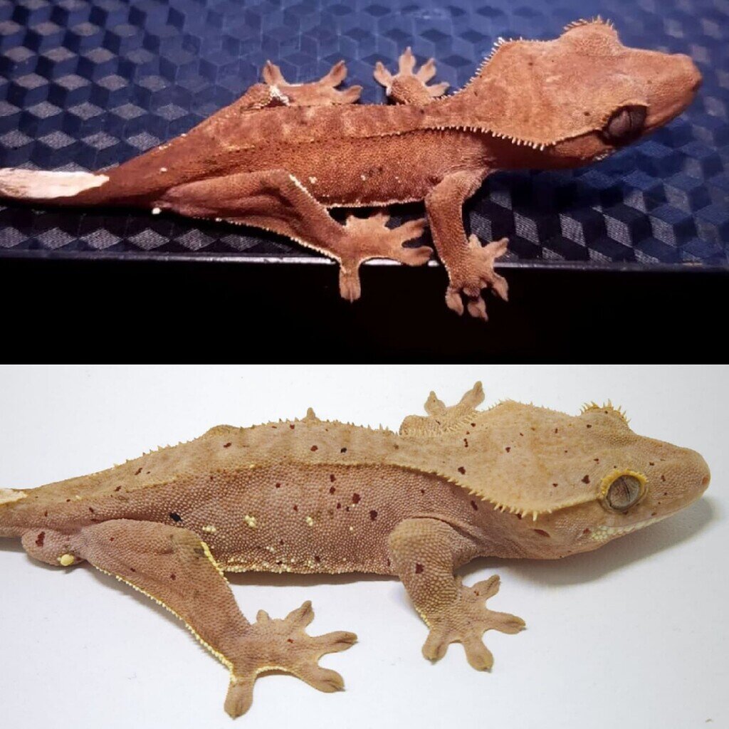 Phantom Confetti Dal Progression 📸 - Crested Geckos - MorphMarket ...