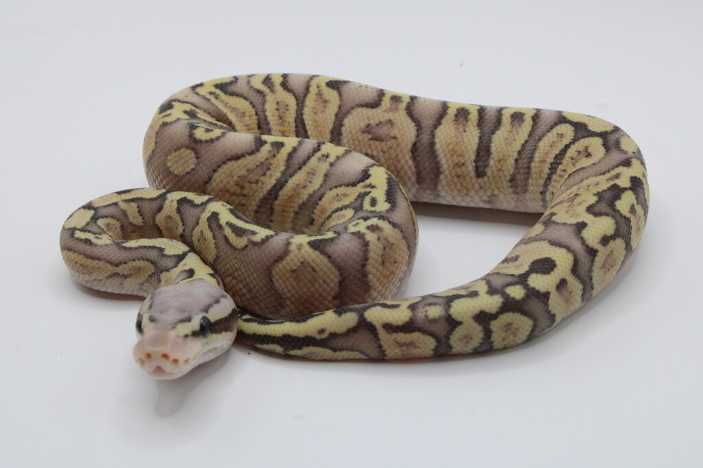 GHI vanilla pastel hypo x mahogany firefly 100% het hypo ID help - Ball ...