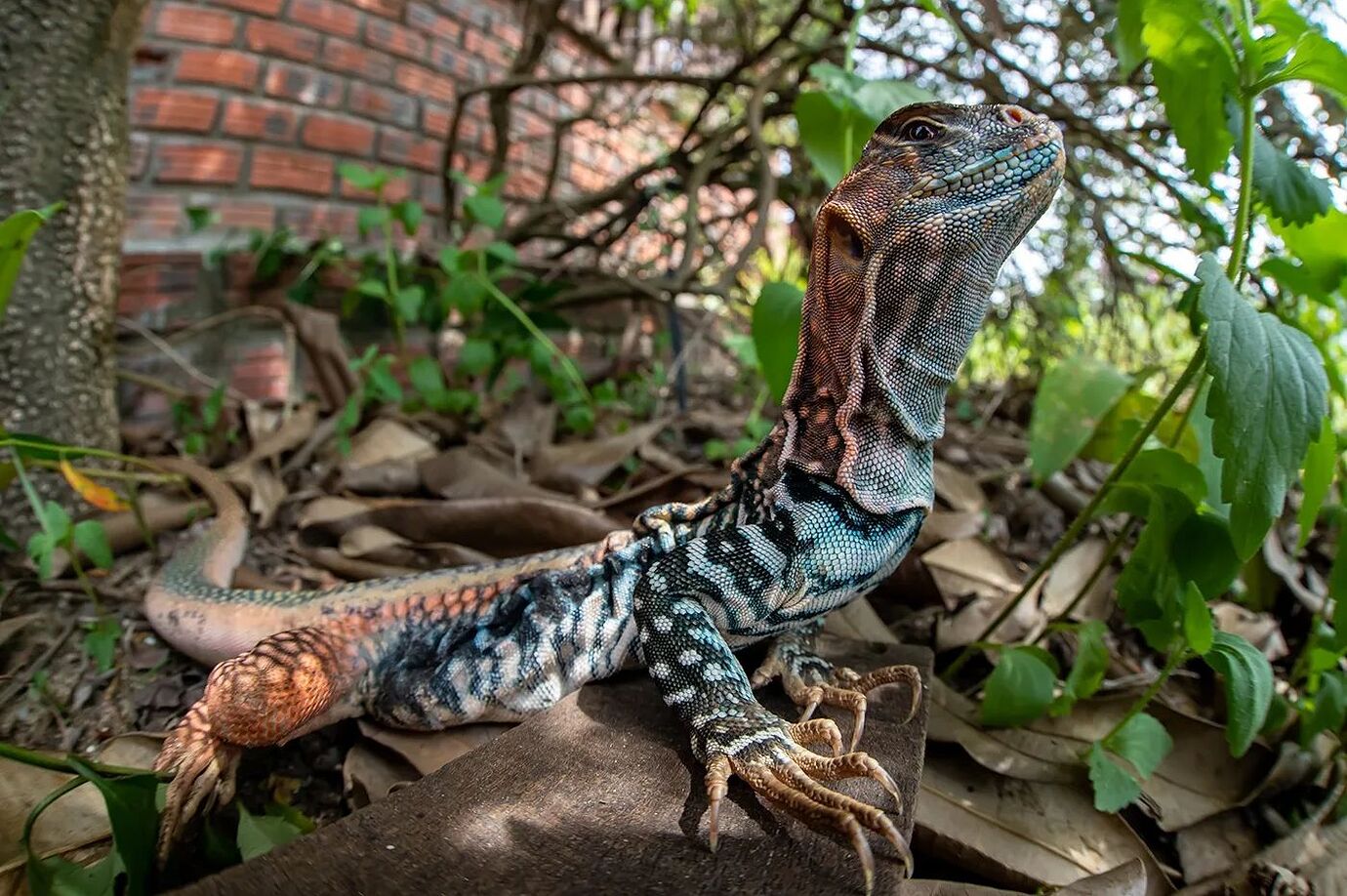 Leiolepis Genus (Butterfly Agama) Care and Info - Lizards - MorphMarket ...