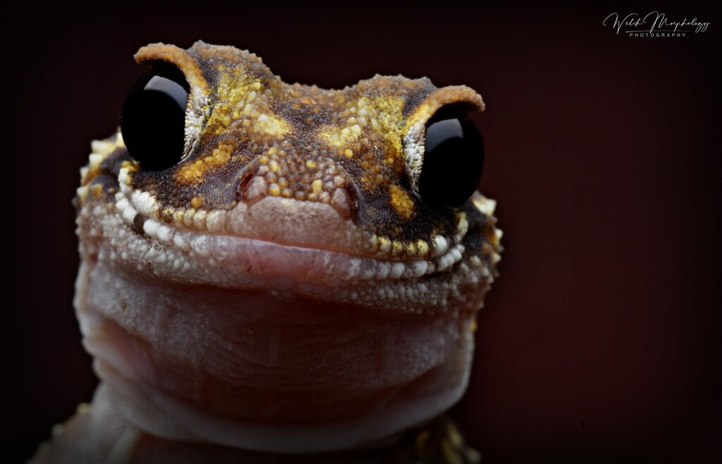 Bright as a button - Leopard Geckos - MorphMarket Reptile Community