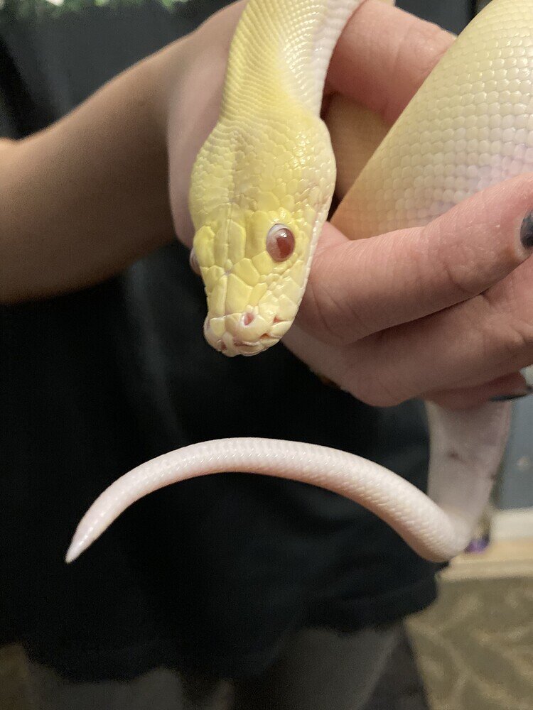 Burmese python enclosures - Burmese Pythons - MorphMarket Reptile Community