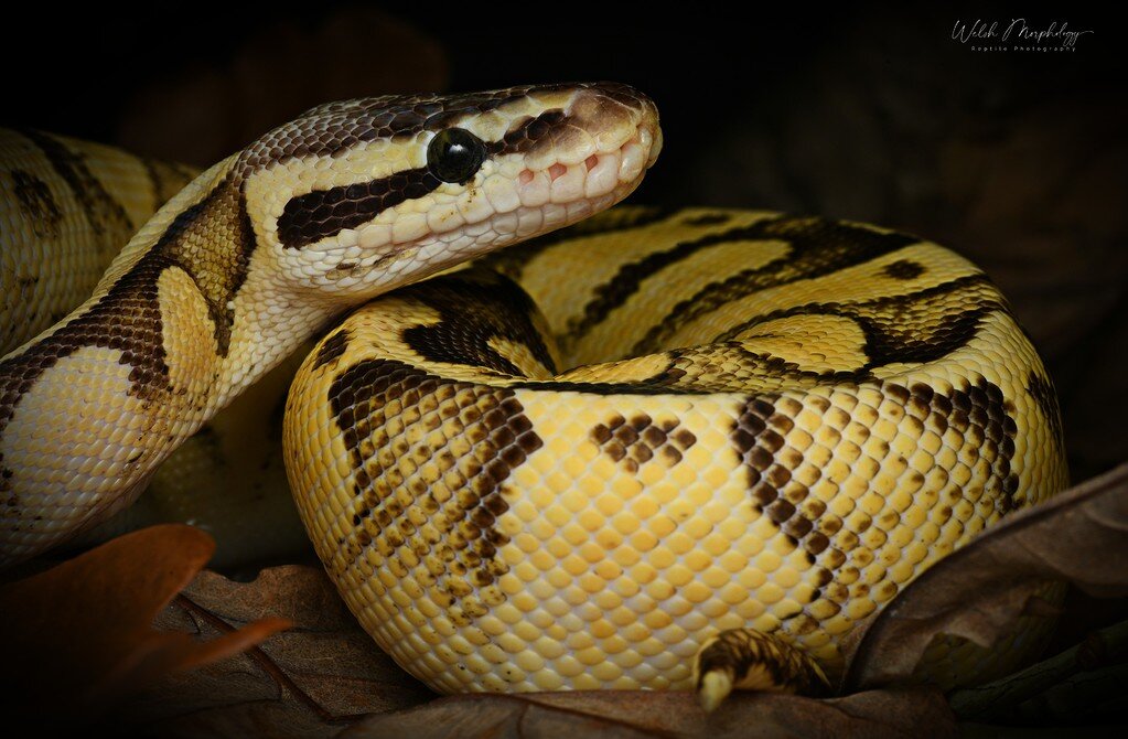 She Glows in the light - Ball Pythons - MorphMarket Reptile Community