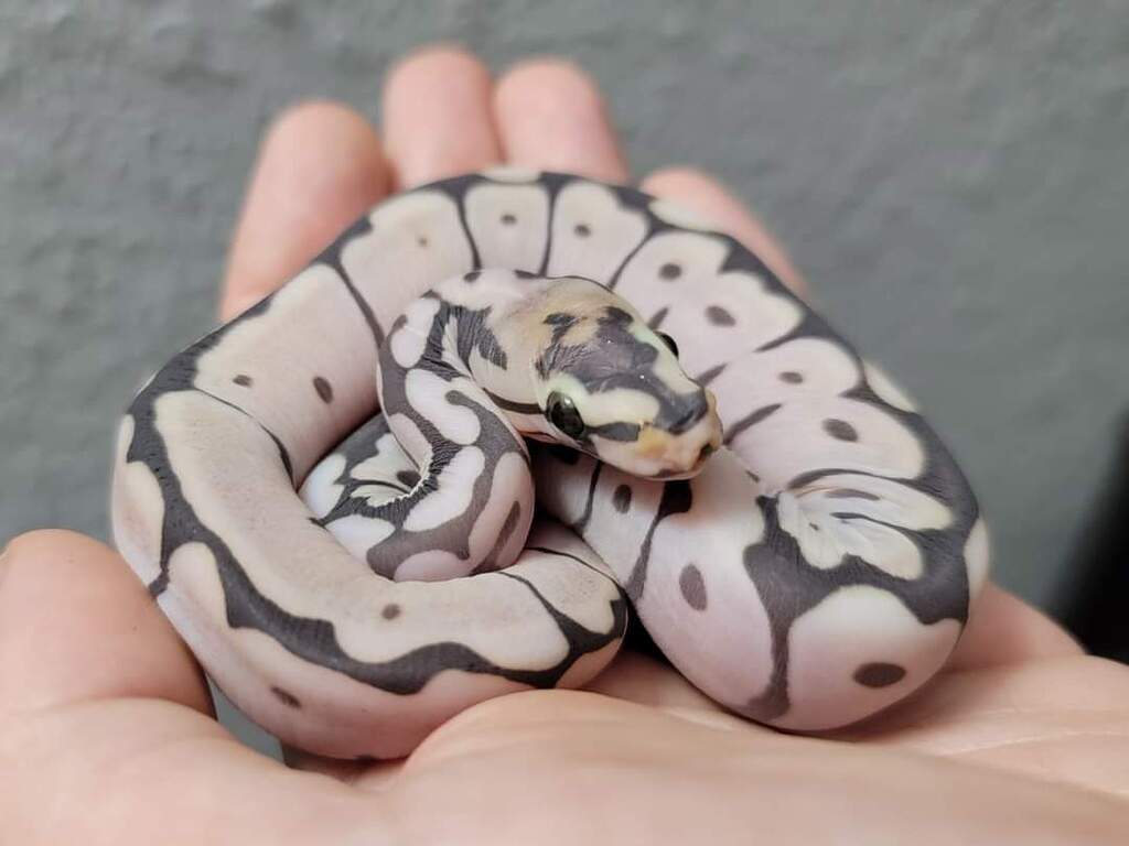 1 year old scaleless - Ball Pythons - MorphMarket Reptile Community