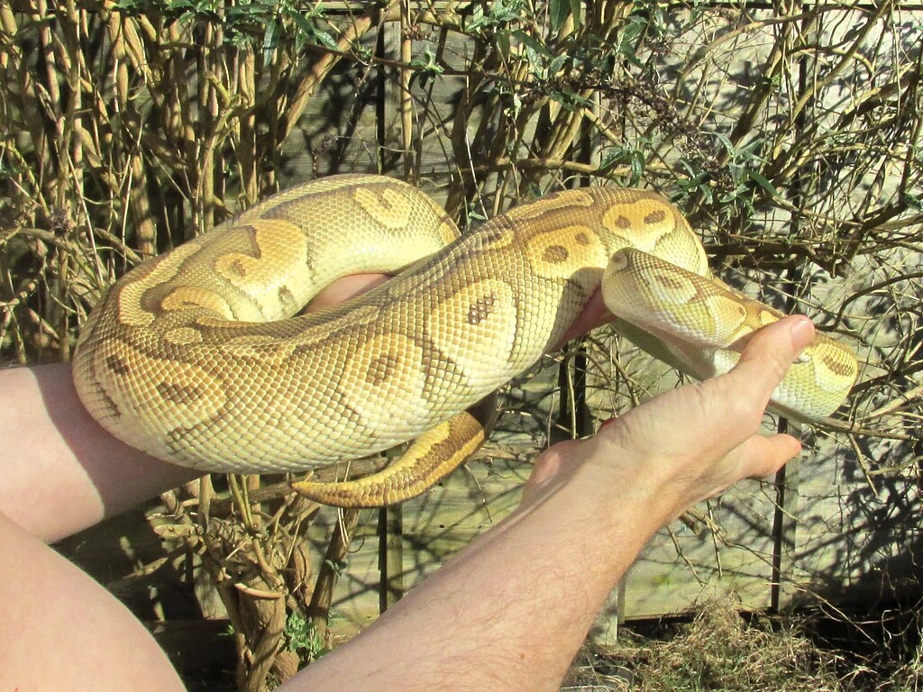 Any pictures of good quality adults? - Ball Pythons - MorphMarket Reptile Community