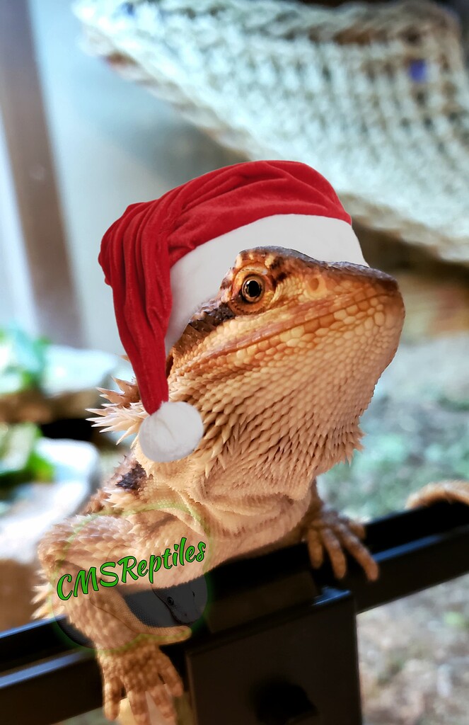 Merry Christmas Everybody! - All Reptiles - MorphMarket Reptile Community