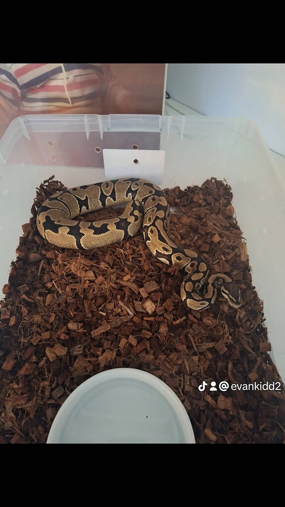 Need some help guys - Ball Pythons - MorphMarket Reptile Community
