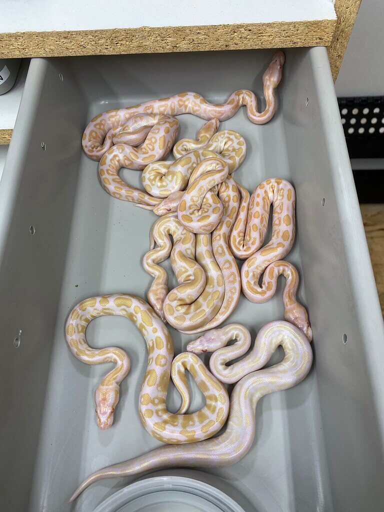 Clutch identification Help - Ball Pythons - MorphMarket Reptile Community