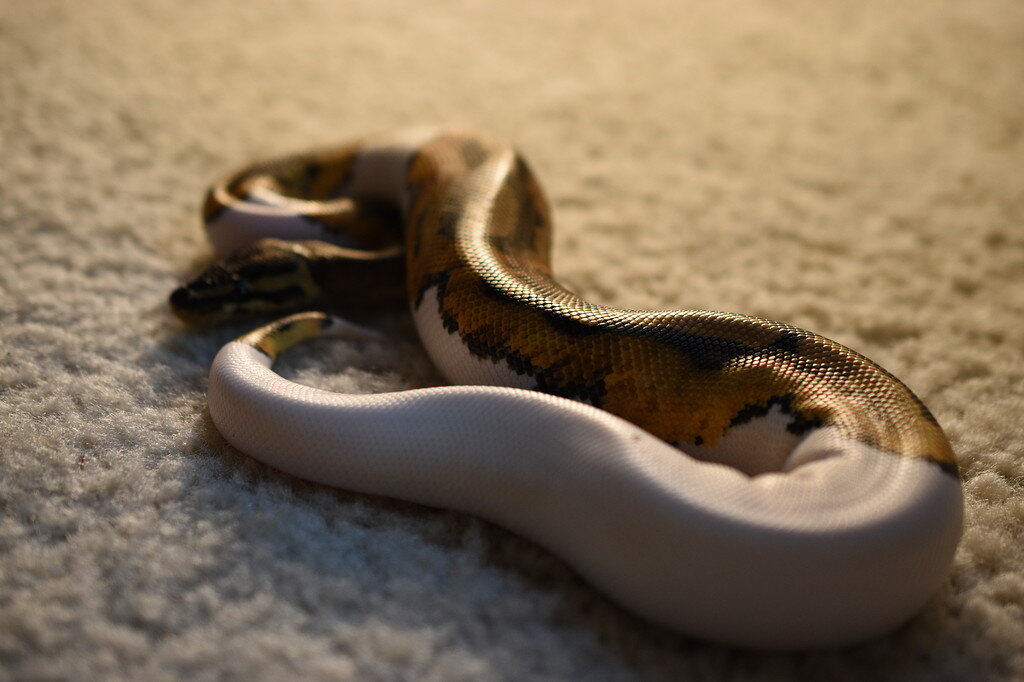 Odin The Ball Python - Ball Pythons - MorphMarket Reptile Community