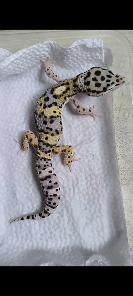 Bandit: breeding to create a refined band - Leopard Geckos ...