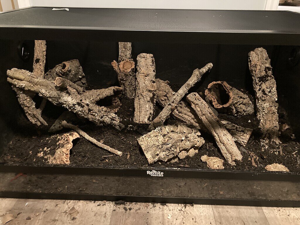 Elmo the destroyer - Rat Snakes - MorphMarket Reptile Community