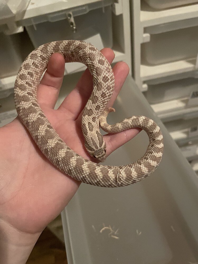What is your rarest morph, if not rare most expensive - Ball Pythons ...