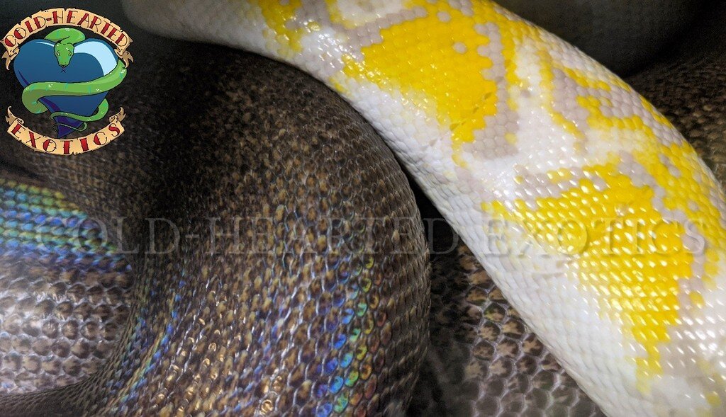 Super Excited about this SuperDwarf/Dwarf pairing - Reticulated Pythons ...